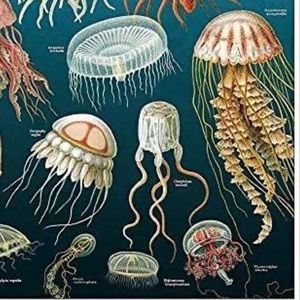 Cavallini | Art | Cavallini Co Oceanography Luxury Vintage Image Poster ...